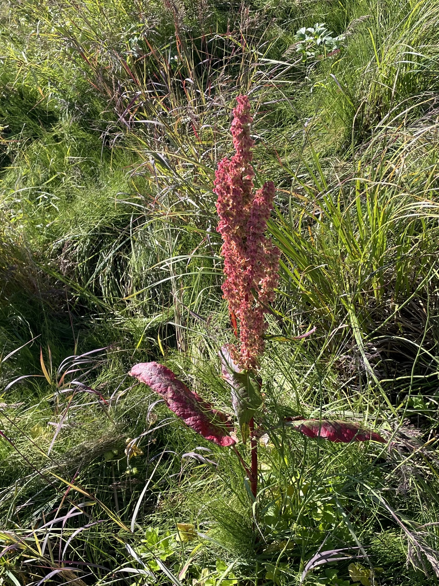 Rumex occidentalis (Michx.) S.Watson