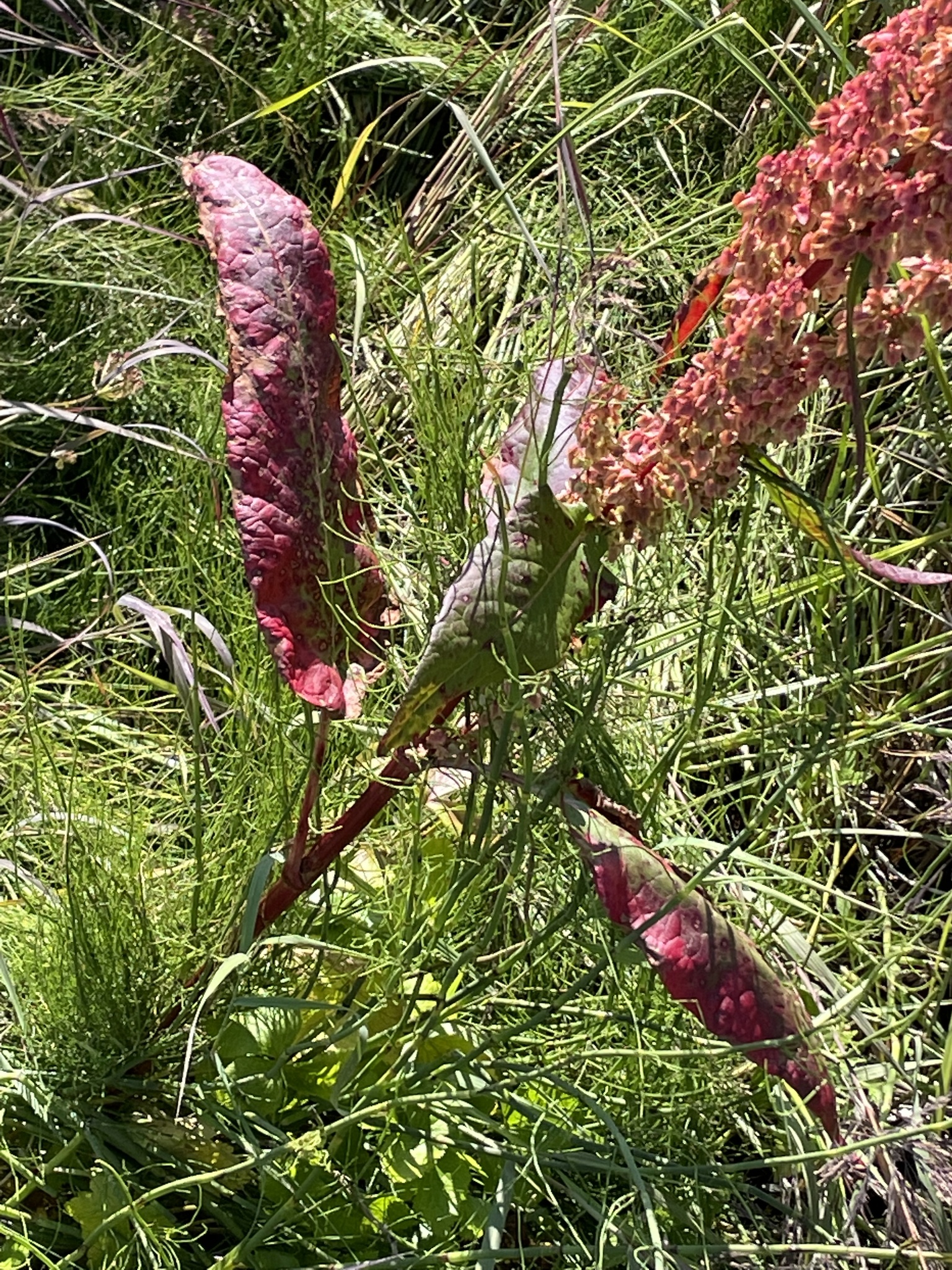 Rumex occidentalis (Michx.) S.Watson