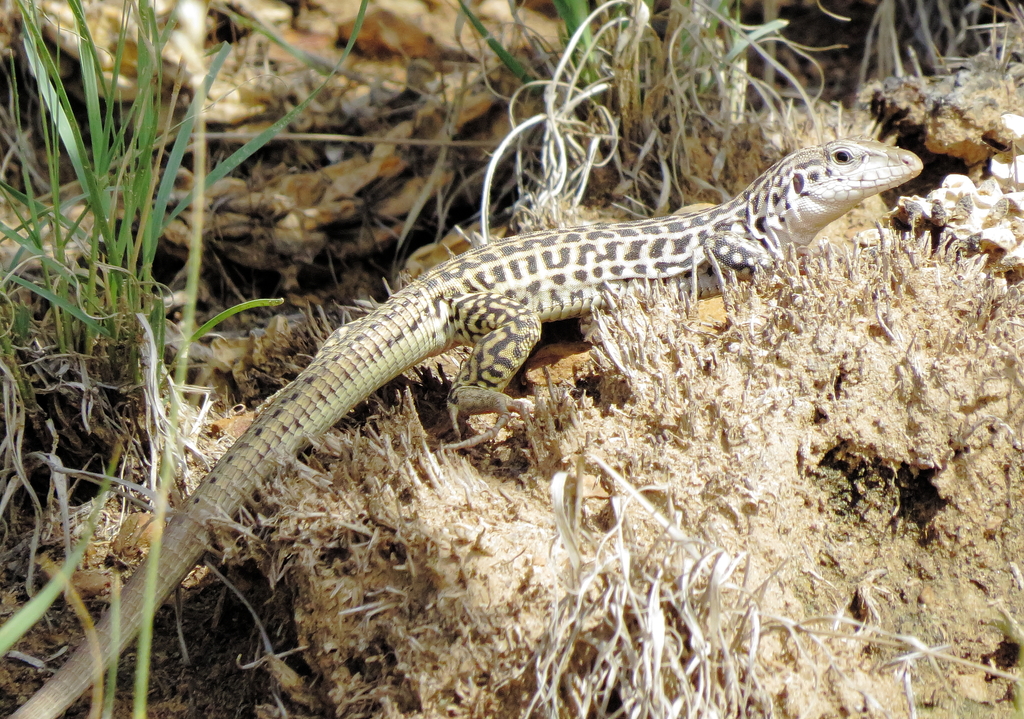 Common Checkered Whiptail from Tesesquite Creek, Cimarron County OK on ...