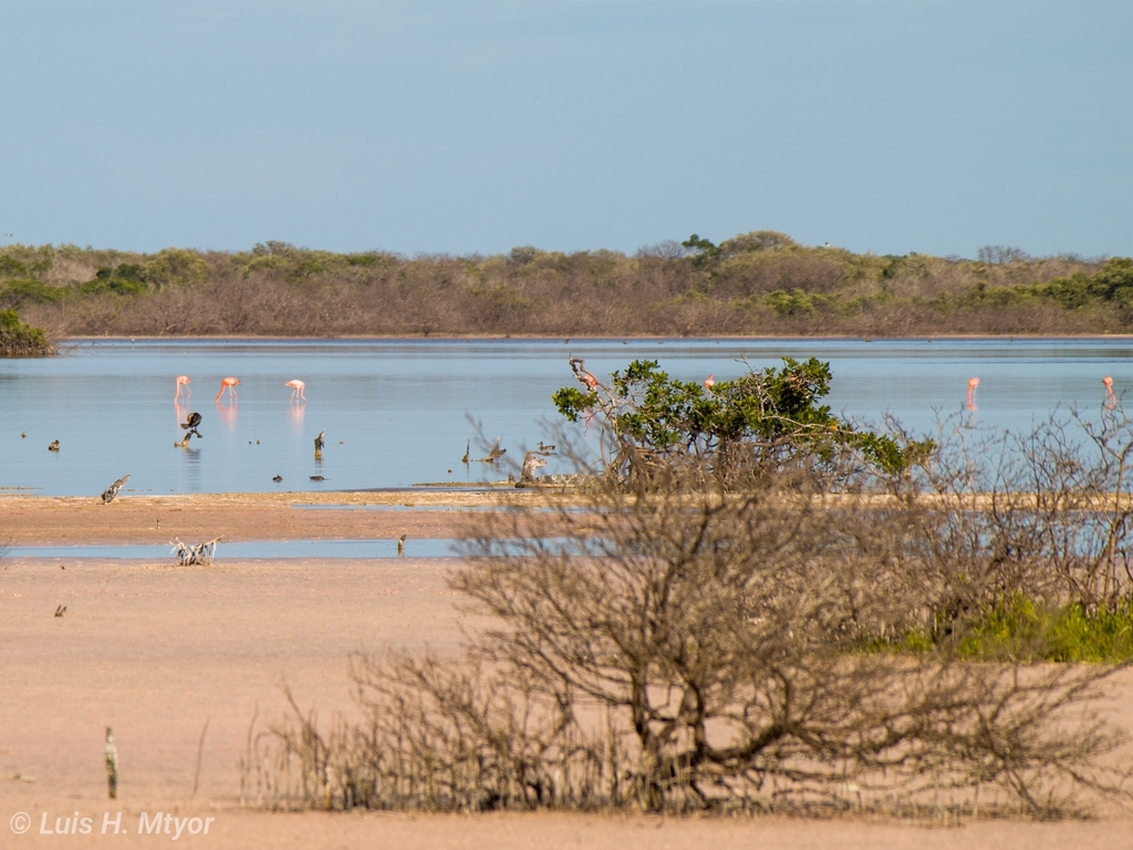 American Flamingo from Progreso, Yucatan, Mexico on March 08, 2022 at ...