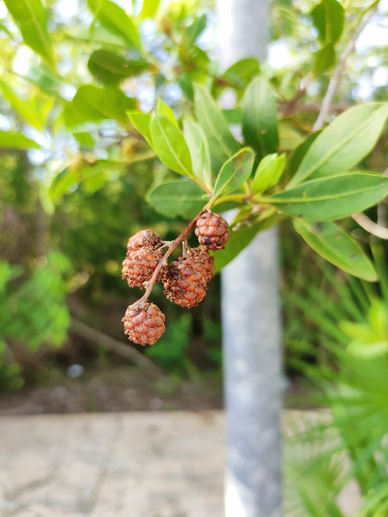 Green Buttonwood (Conocarpus erectus) - Botanical Realm
