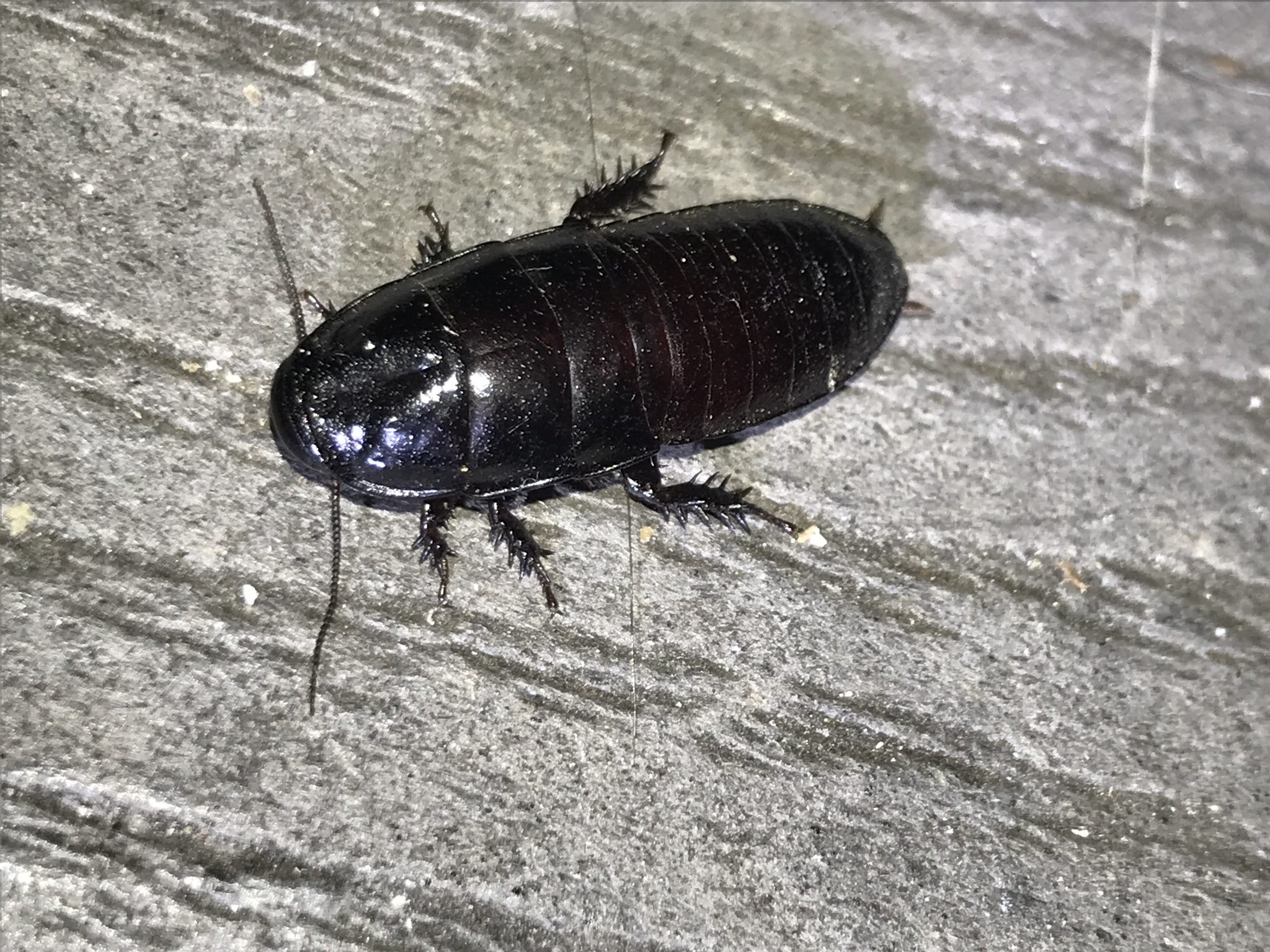 Cryptocercus clevelandi Byers, 1997