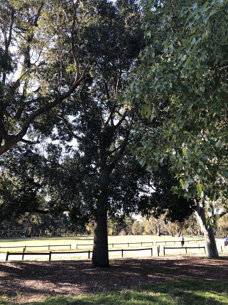 kurrajong from Parramatta, NSW, AU on August 01, 2022 at 03:00 PM by ...