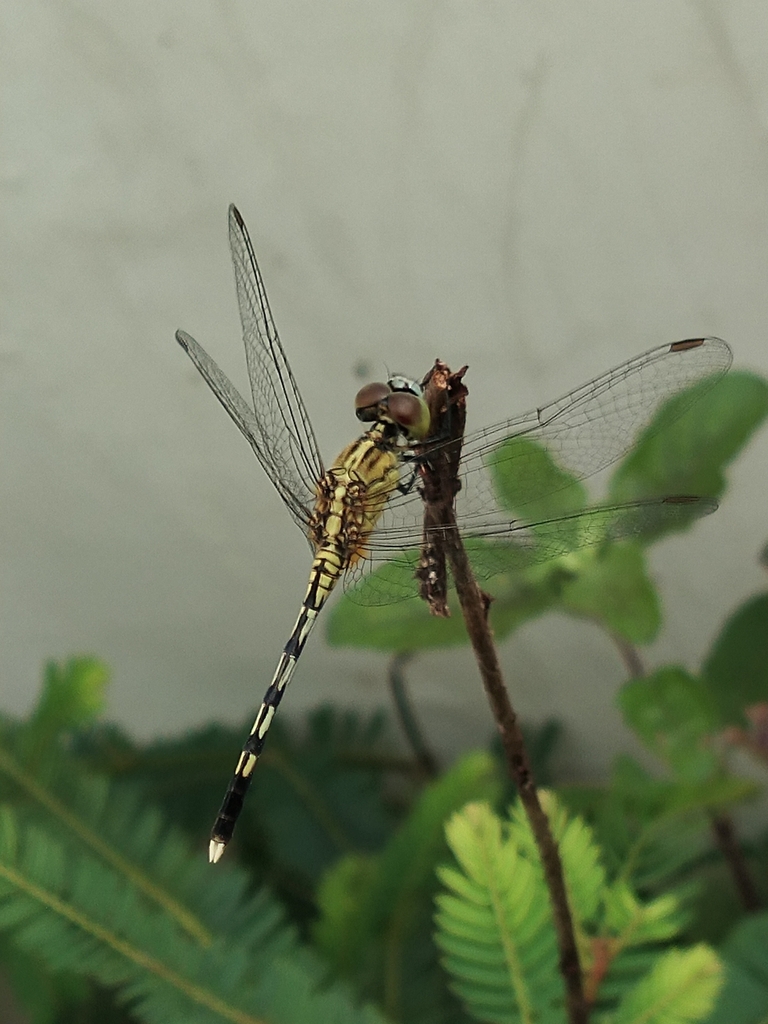 Chalky Percher from 33V3+RHP, Kanchan Bagh, Rajnandgaon, Chhattisgarh ...