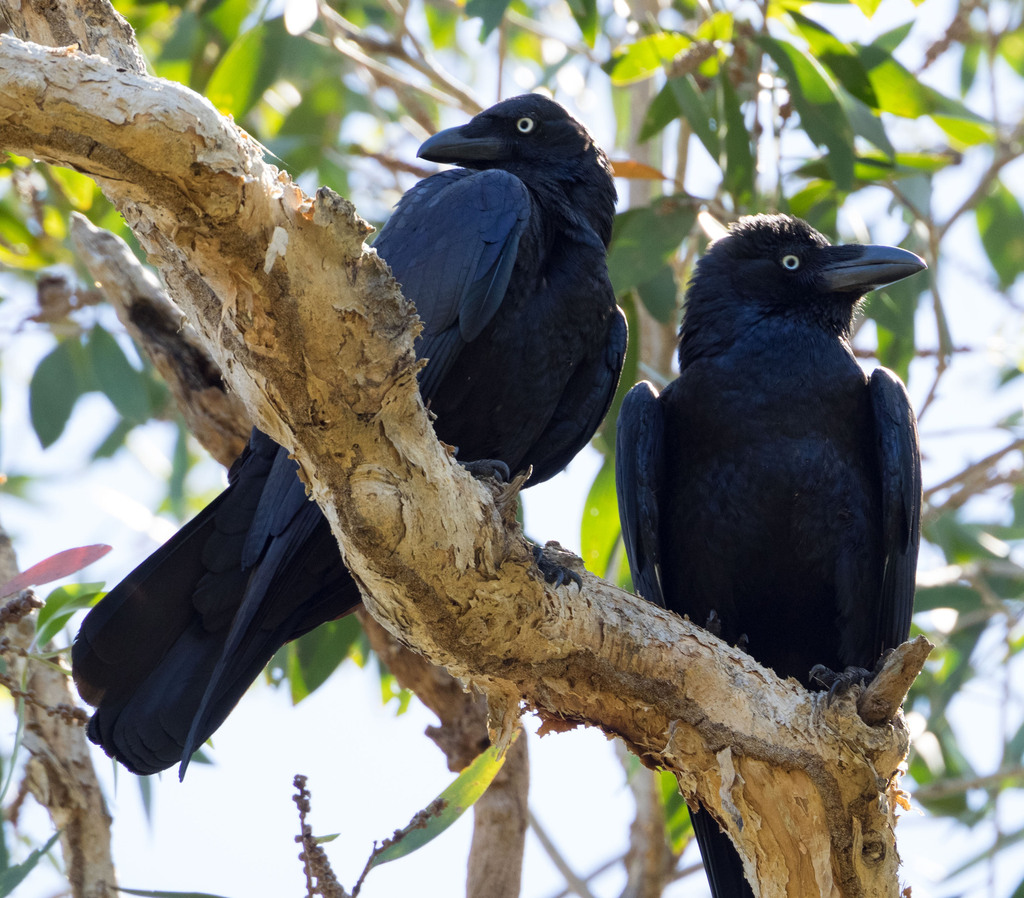 Torresian Crow from Kakadu Hwy, Jabiru NT 0886, Australia on April 30 ...