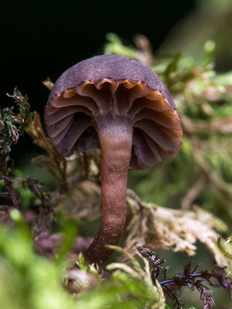 Hodophilus from Columbia River Gorge National Scenic Area, Corbett, OR ...