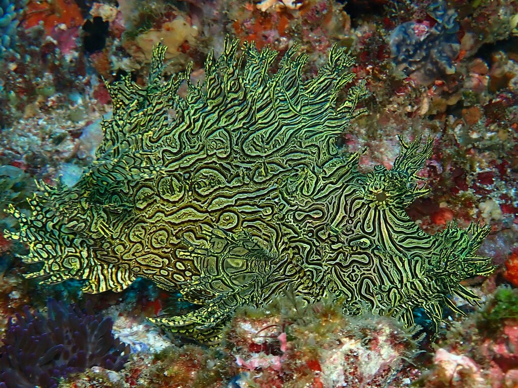 Scorpionfishes (Scorpaenidae) - Marine Life Identification