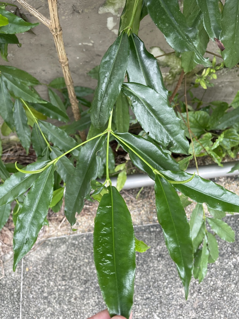 Garcinia cymosa in August 2022 by ruddy2410. Sapling, looks similar to ...
