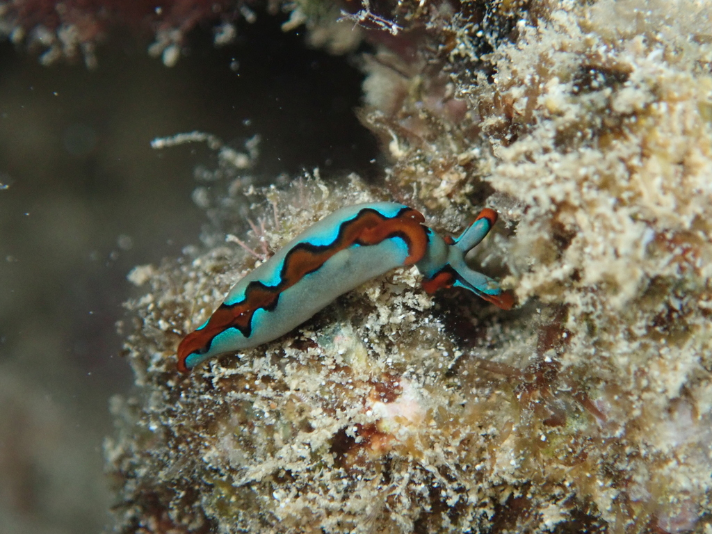 Thuridilla undula from Agat, Guam on August 1, 2022 at 11:00 AM by ...