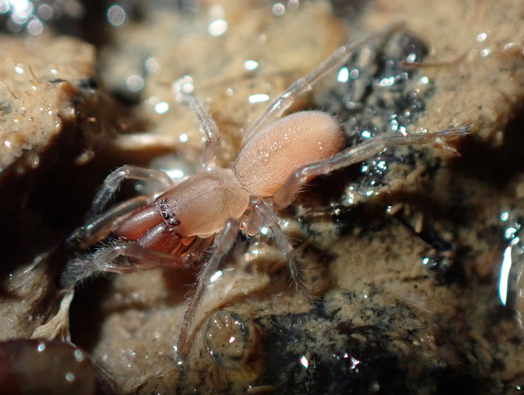 Marine Spider from Whau River, Avondale, West Auckland, New Zealand on ...