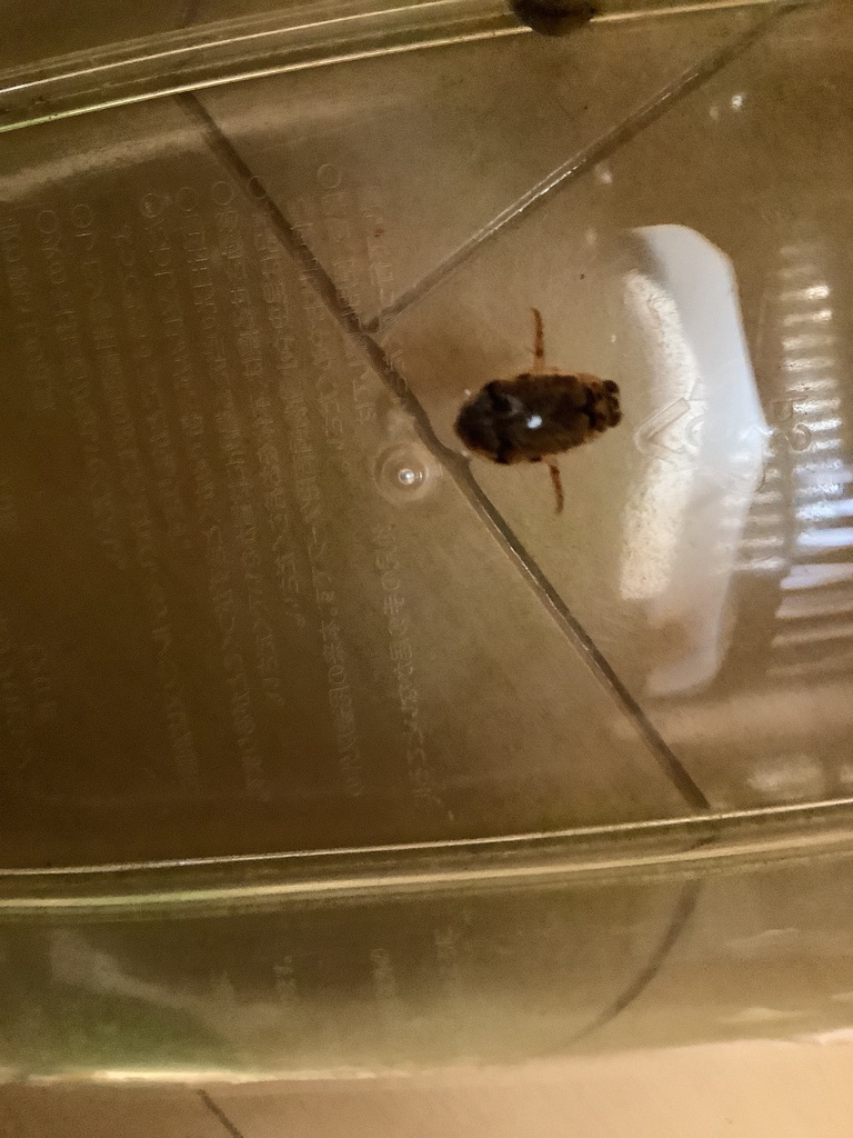 Eretes griseus from 福島, 倉敷市, 岡山県, JP on August 1, 2022 at 03:17 PM by ...