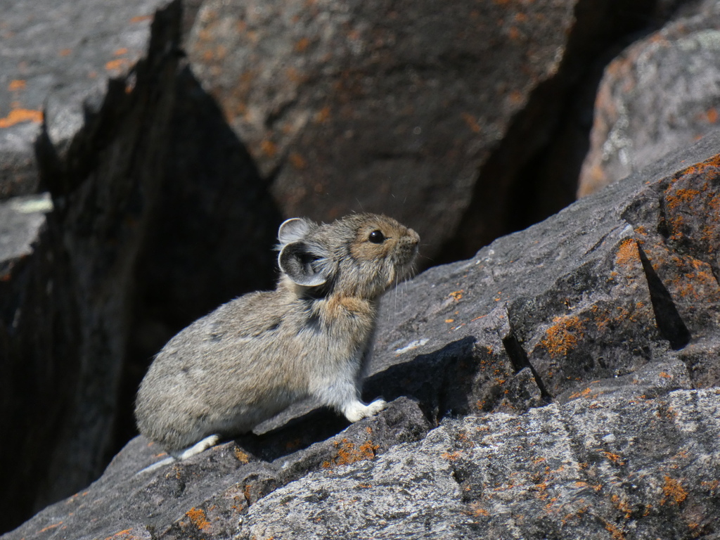 American Pika from Improvement District No. 9, AB T0L, Canada on July ...