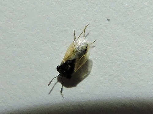 Geocoris lividipennis · iNaturalist