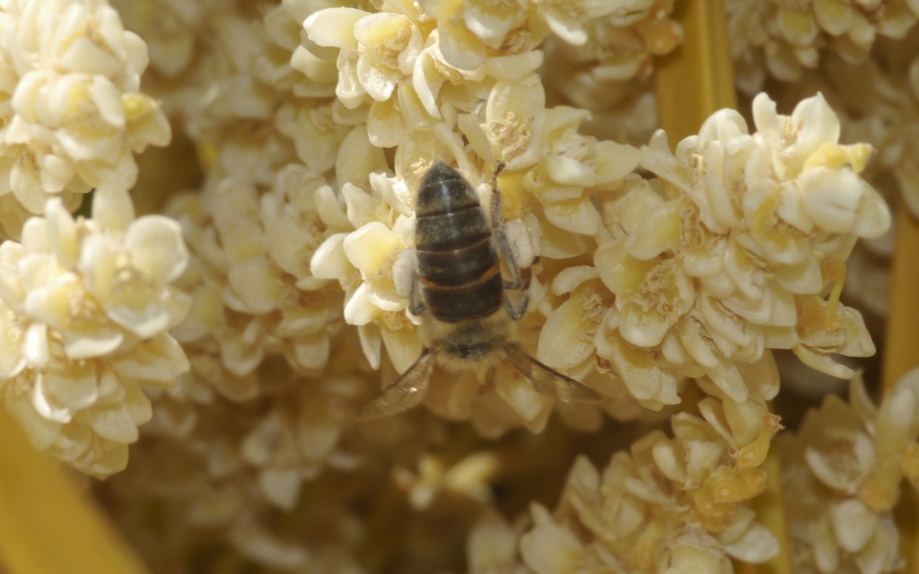 Western Honey Bee from Pedion tou Areos, Athens, Greece on July 31 ...