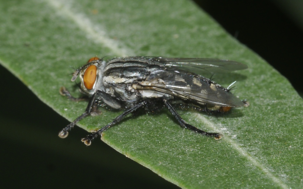 Common Flesh Flies from Pedion tou Areos, Athens, Greece on July 31 ...