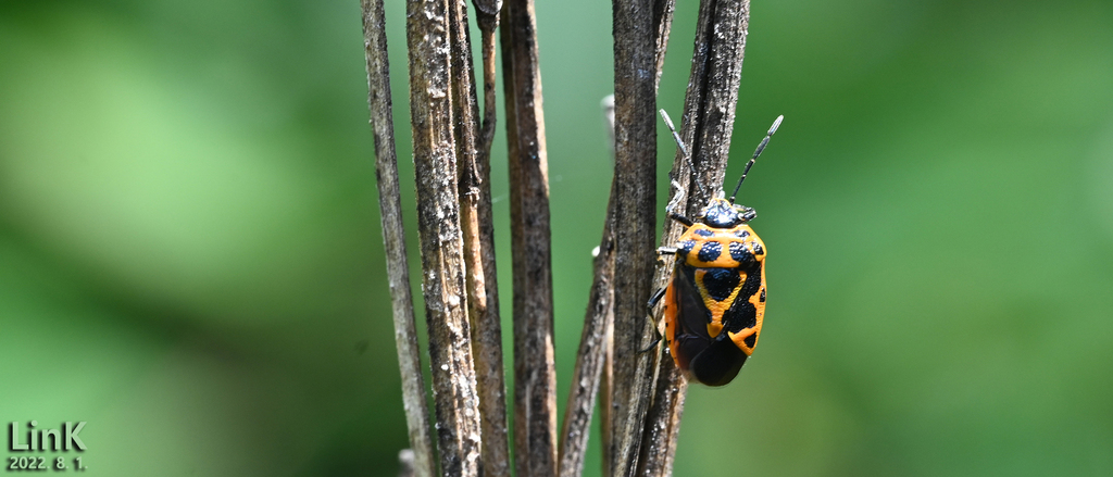 Painted bug from Seosan, Chungcheongnam-do, South Korea on August 01 ...