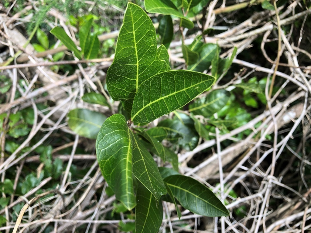 Burnie Vine from Muirlea QLD 4306, Australia on July 31, 2022 at 10:11 ...