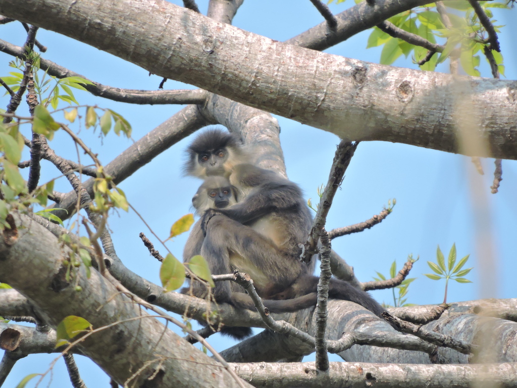 Capped Lutung in March 2017 by Jaydev mandal · iNaturalist