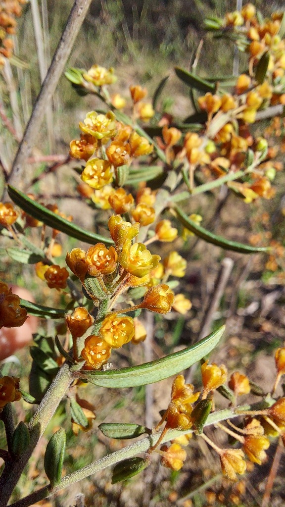 Cluts (Clutia) - Botanical Realm