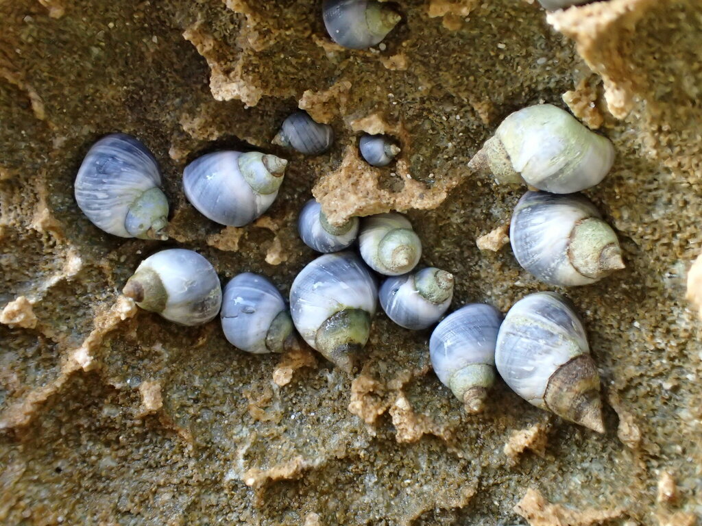 Little Blue Periwinkle from Karatta SA 5223, Australia on July 31, 2022 ...