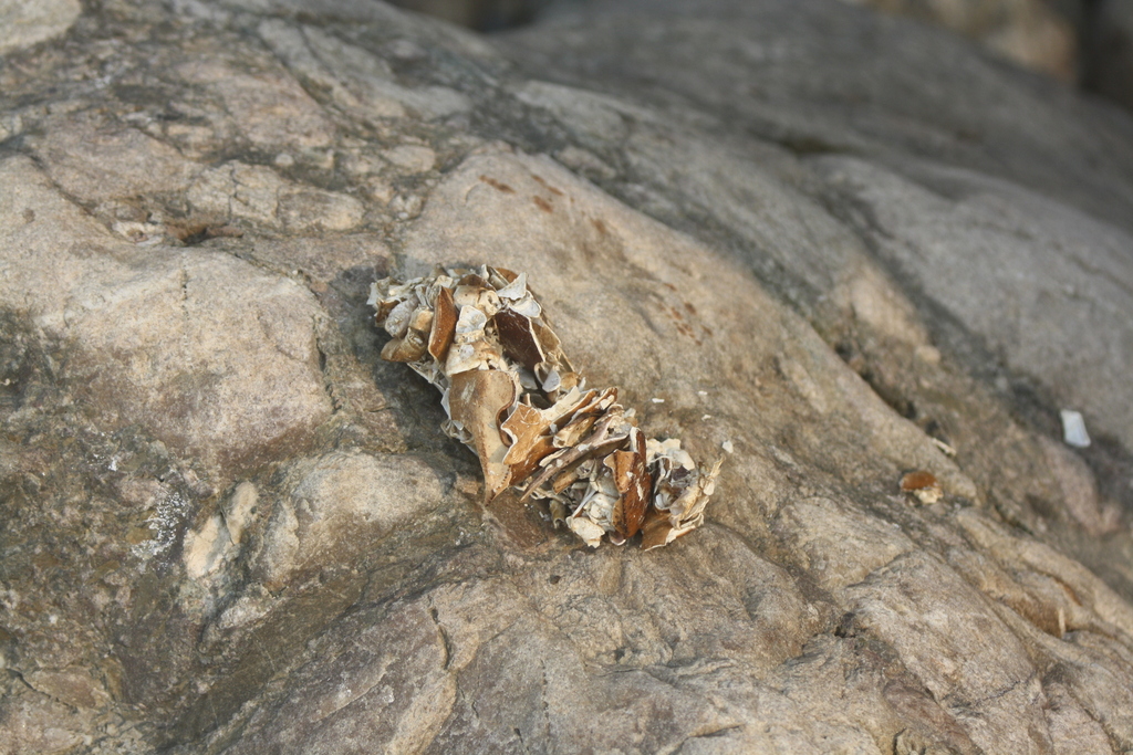 Crab-eating Mongoose from Nc Sukla Bagan, Assam, India on March 9, 2017 ...
