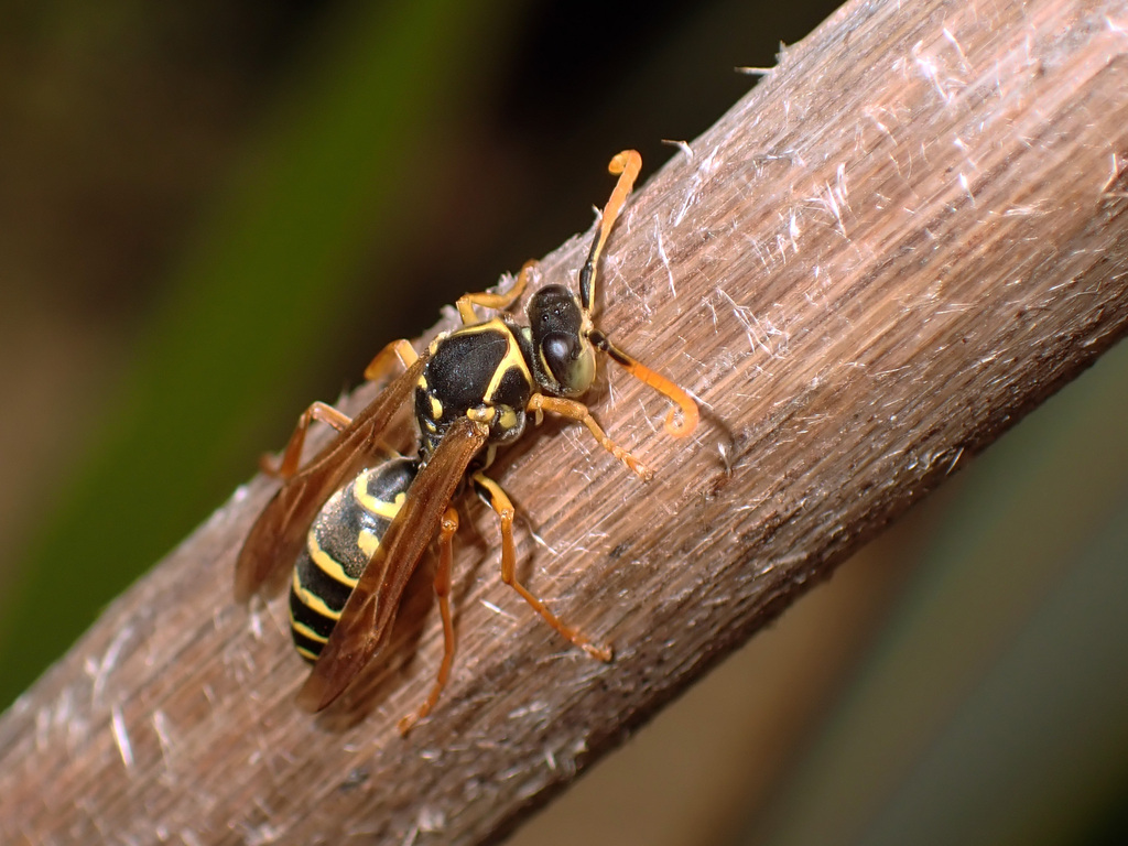 Asian Paper Wasp from Tiritiri Matangi Island, Auckland 0930, New ...