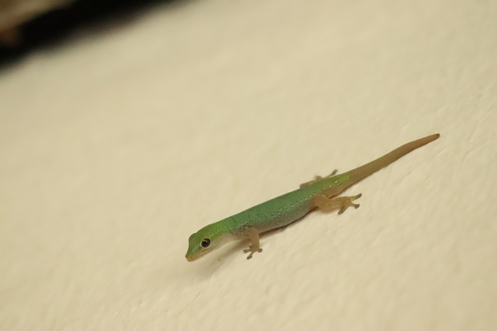 Cameroon Dwarf Gecko from Abidjan, Côte d'Ivoire on July 19, 2022 at 02 ...