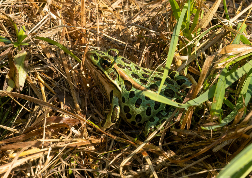 Northern Leopard Frog from Châteauguay, QC, Canada on July 31, 2022 at ...