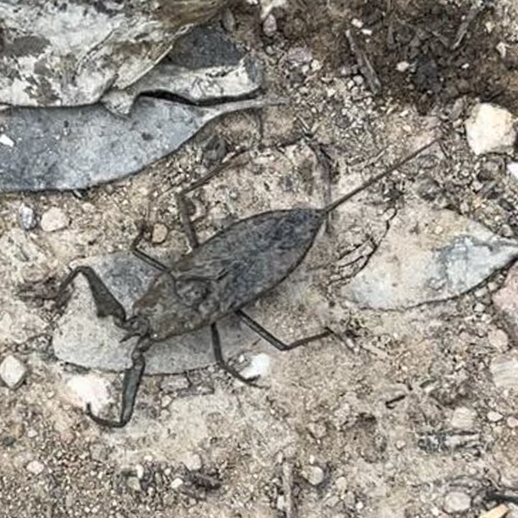 Laccotrephes tristis in February 2022 by brendam3 · iNaturalist