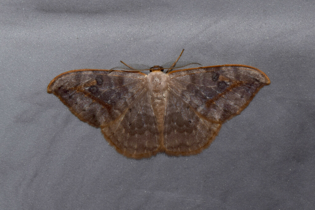 Drepana dispilata from Dzongu Sikkim on July 29, 2022 at 10:45 PM by ...