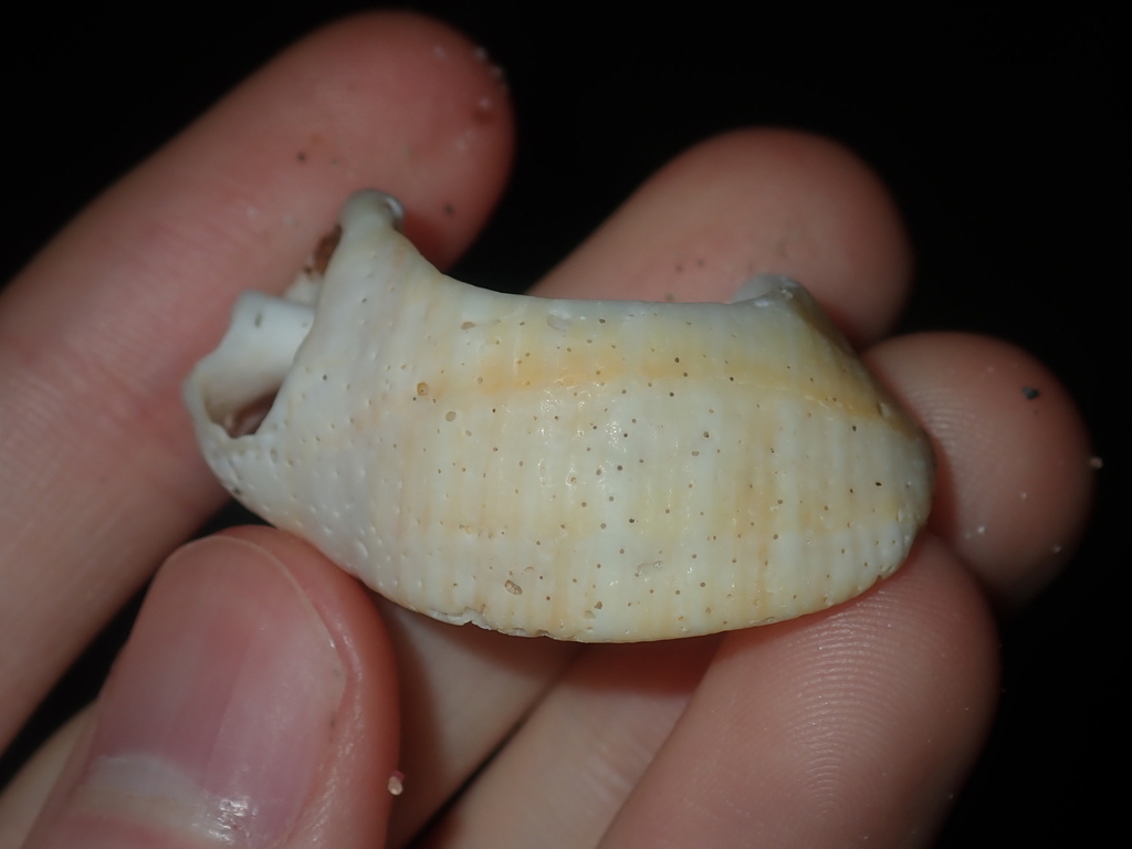 Cart-Rut Shell from Northampton, WA, Australia on July 14, 2022 by ...