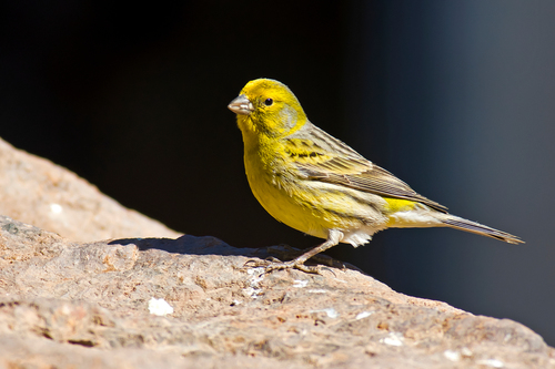 Island Canary (Azores animals and plants) · iNaturalist