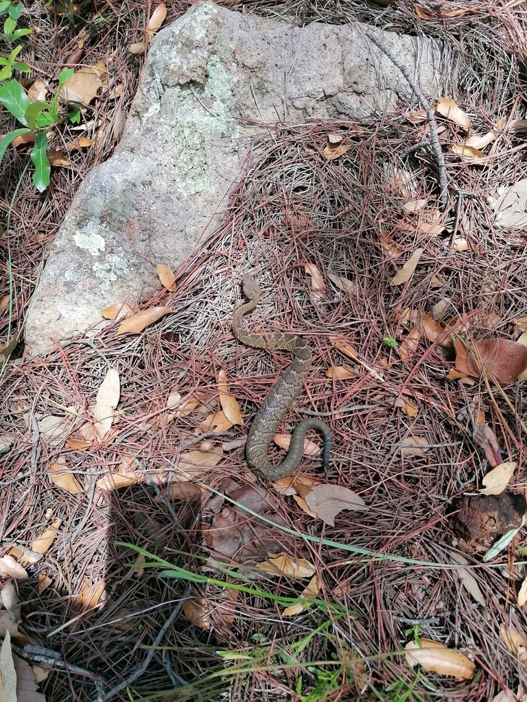 Basilisk Rattlesnake from 46146 Jal., México on July 31, 2022 by ...