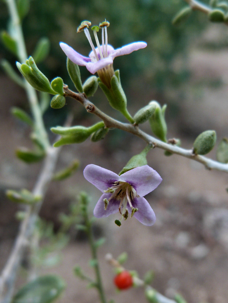 California Boxthorn (Catalina Flora Guide) · iNaturalist