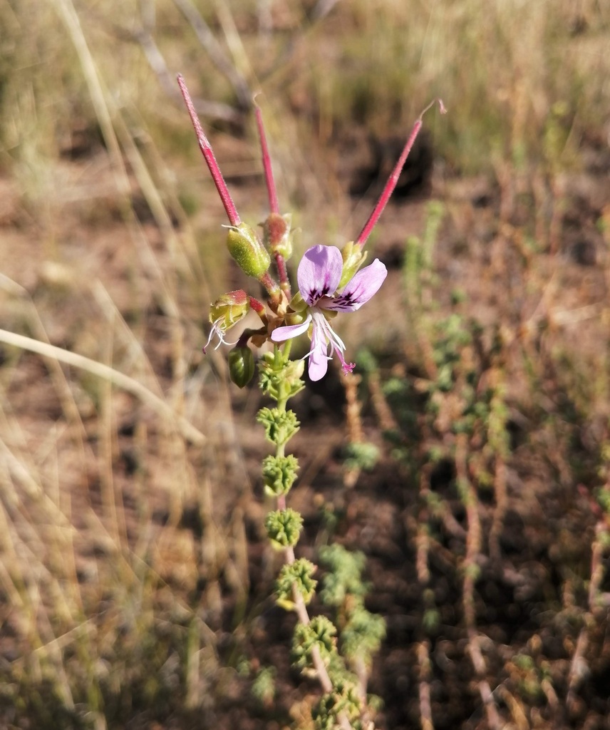 Rose-camphor Storksbill from West Coast DC, South Africa on June 01 ...