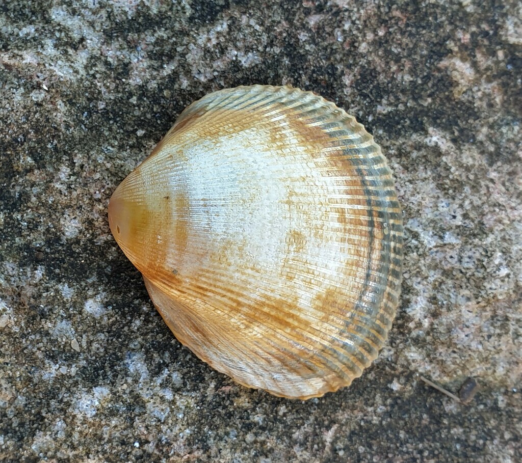 Common Southern Cockle from Sydney NSW, Australia on August 01, 2022 at ...