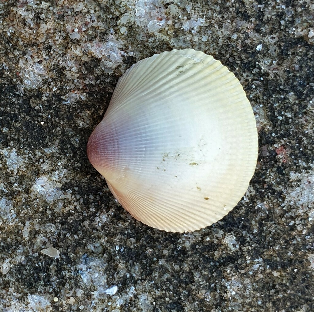 Common Southern Cockle from Sydney NSW, Australia on August 01, 2022 at ...
