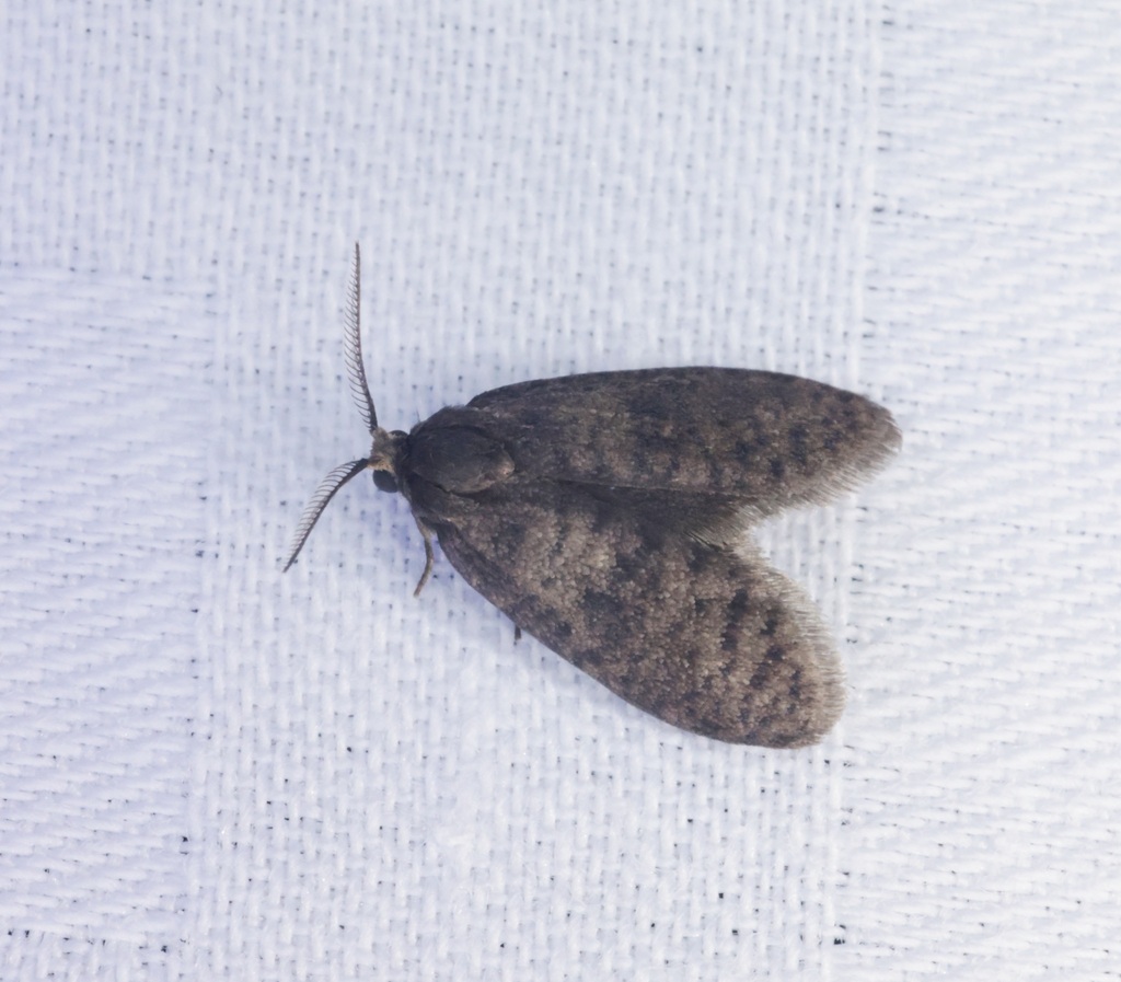 Bagworm Moths from 香港西貢 on July 31, 2022 at 07:41 PM by sk2 · iNaturalist