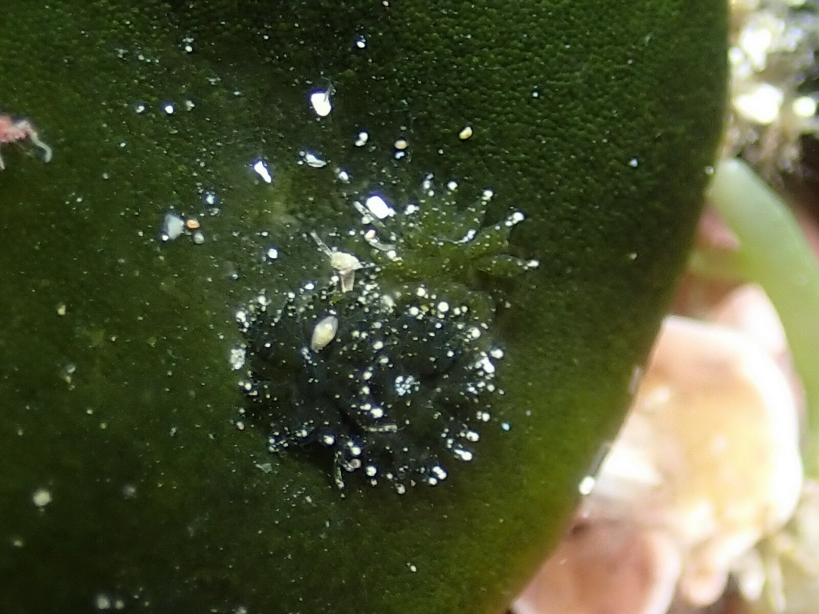 Placida verticilata Ortea, 1982