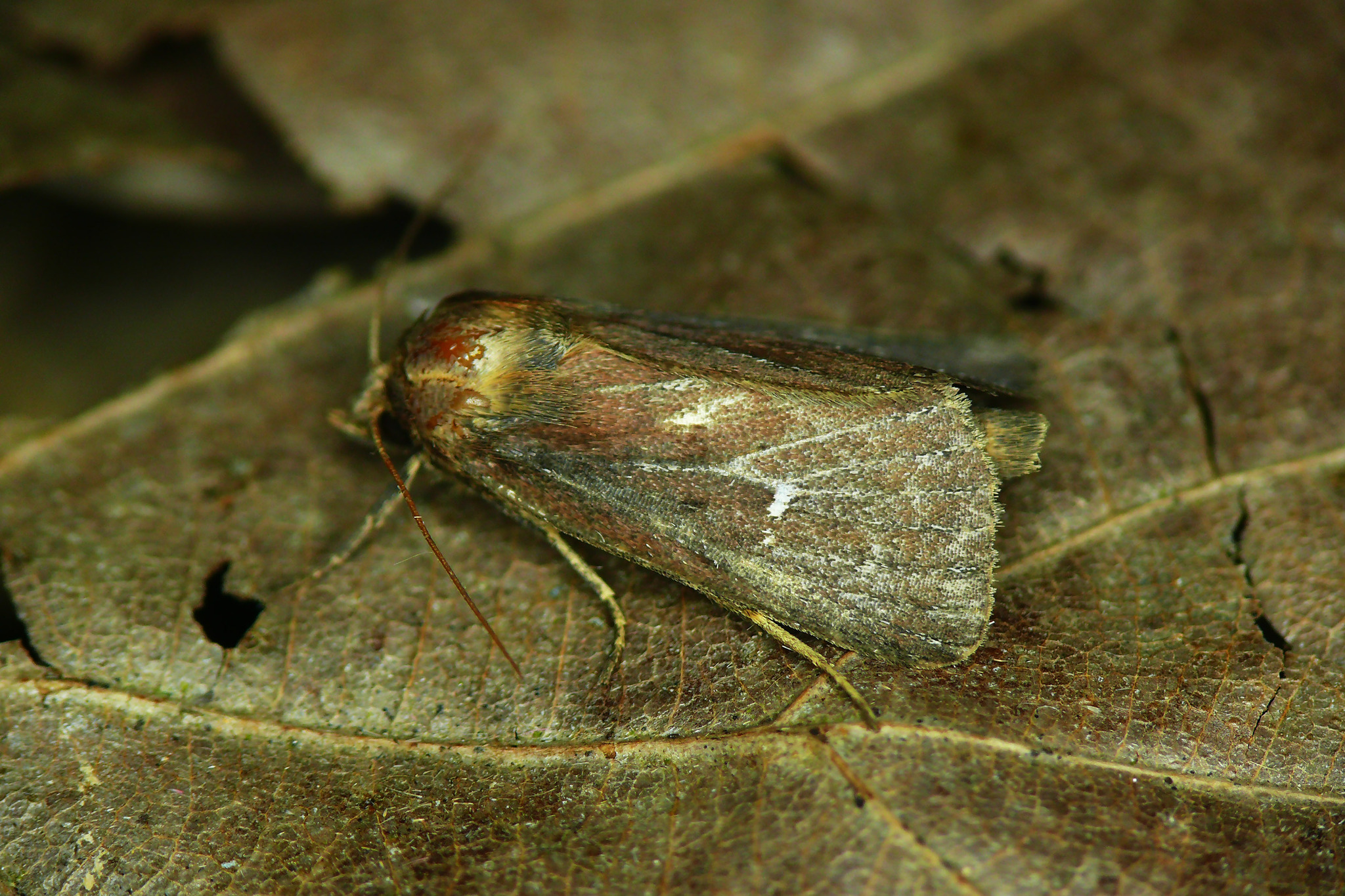 Lenisa geminipuncta Haworth, 1809