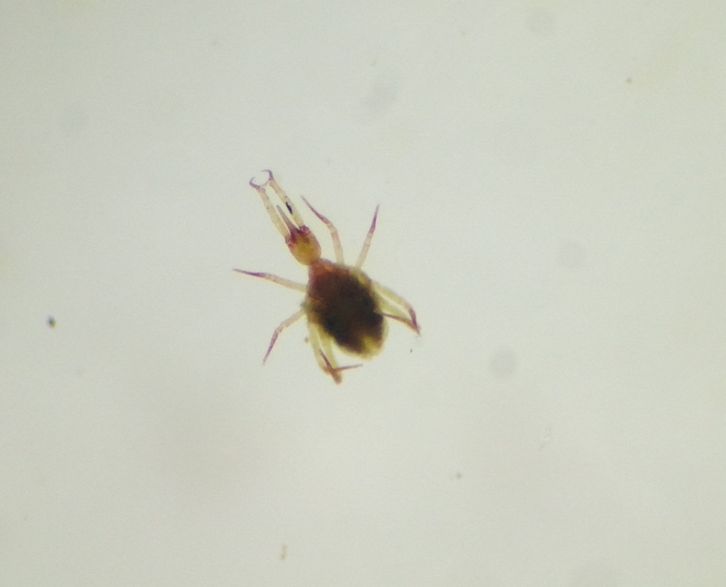 Cunaxidae from stengl lost pines on July 21, 2018 by Robby Deans ...