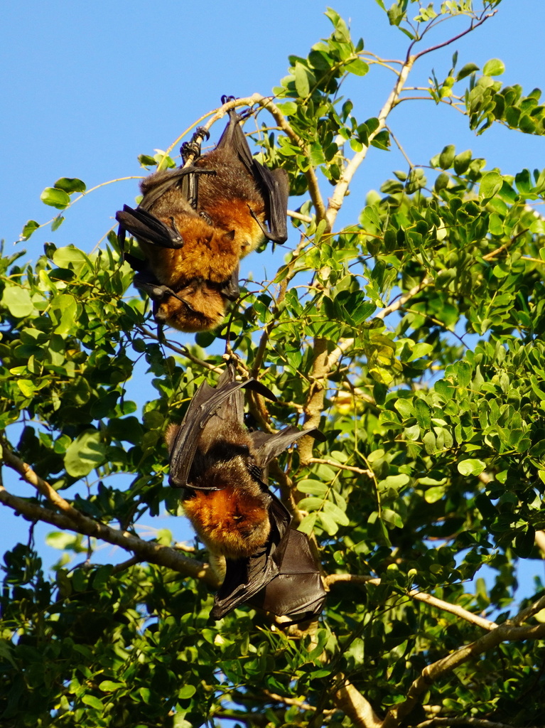 Rodrigues Flying-fox in July 2022 by Pierre-Louis Stenger · iNaturalist