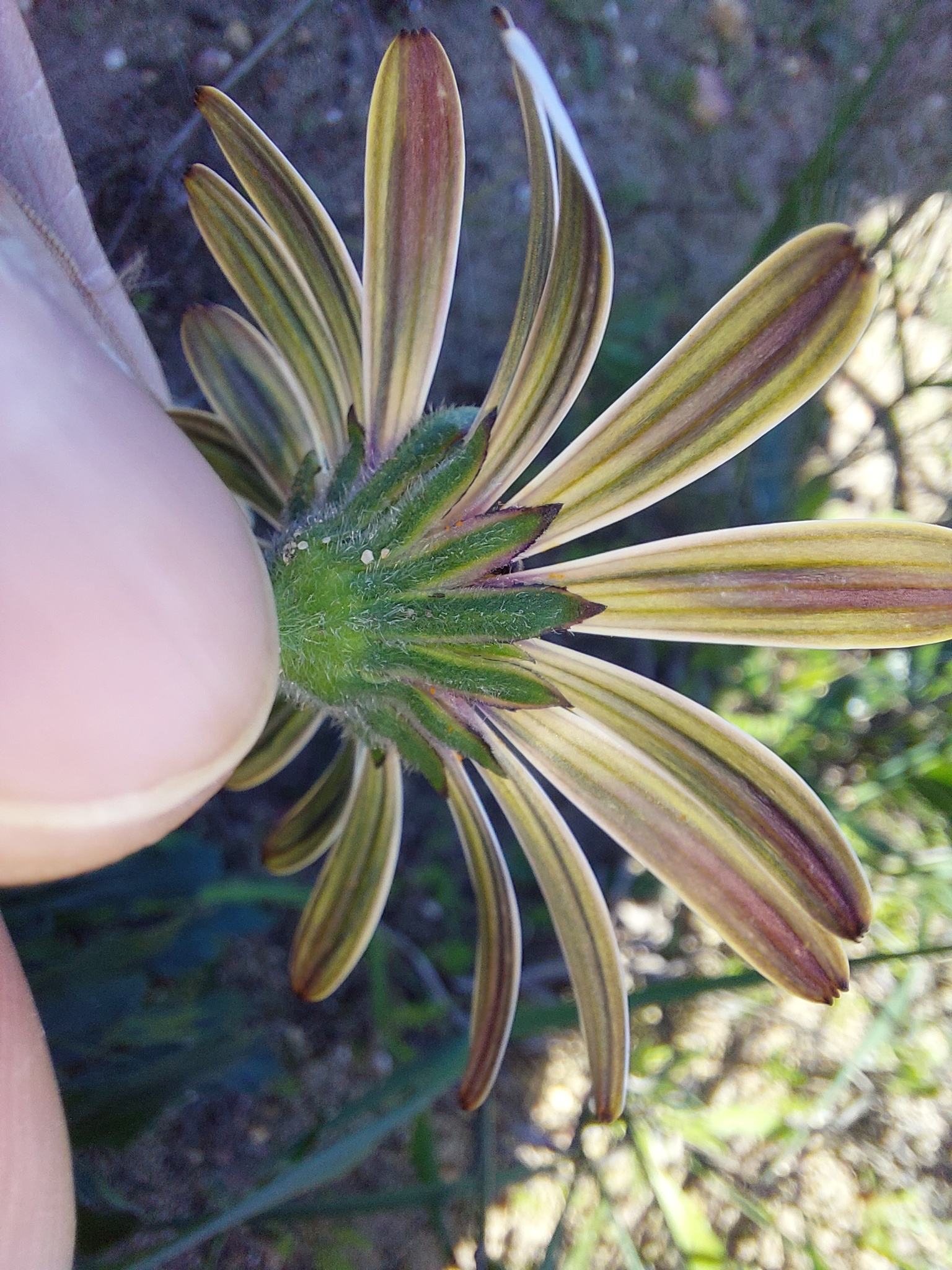 Dimorphotheca nudicaulis (L.) DC.