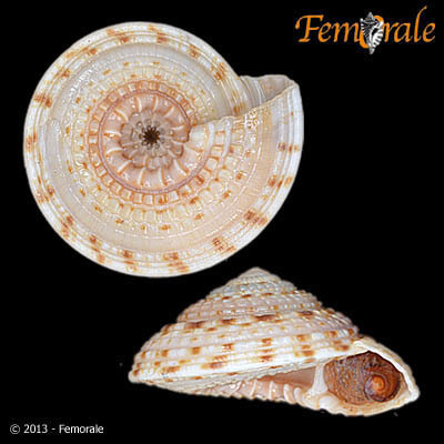 Common sundial (Marine Shells of Fort Pickens, Gulf Islands National ...