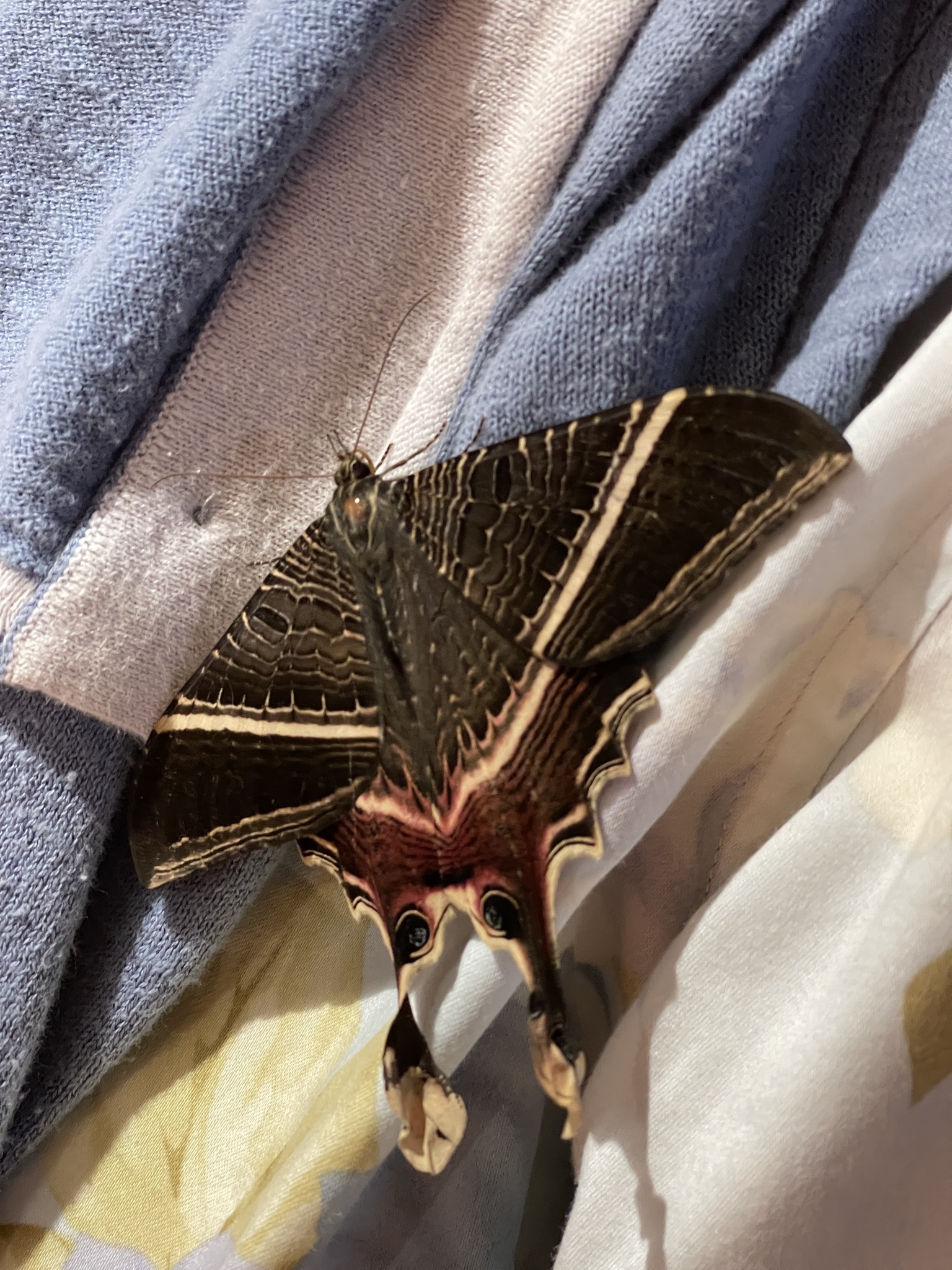 Nothus lunus Linnaeus, 1758