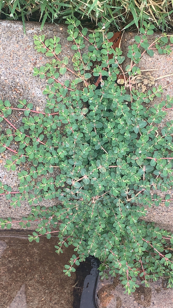 Matted Sandmat in July 2022 by Lilliana G. · iNaturalist