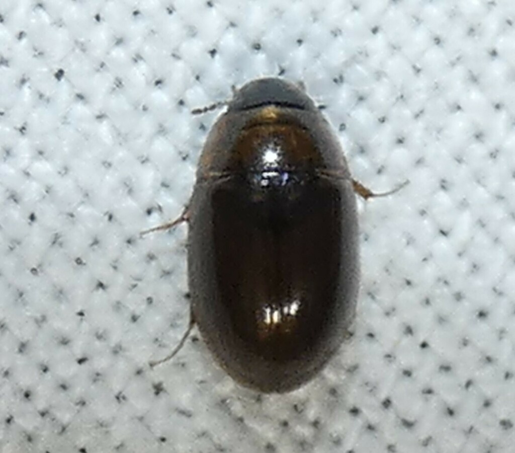 Enochrus from LWP-O Screven County, GA, USA on July 31, 2022 at 09:41 ...