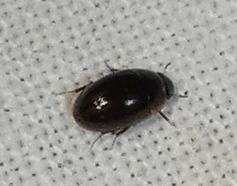 Enochrus from LWP-O Screven County, GA, USA on July 31, 2022 at 09:58 ...