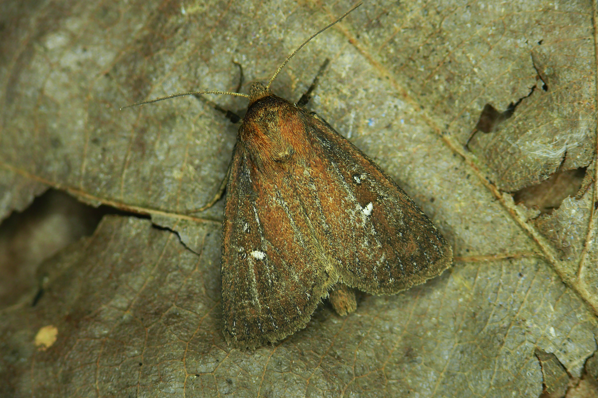 Lenisa geminipuncta Haworth, 1809