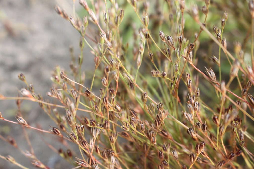 Toad rush from Alkmaar, Nederland on August 01, 2022 at 01:03 PM by ...
